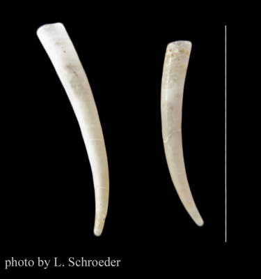 Aplacophora-Cephalopods-Scaphopods